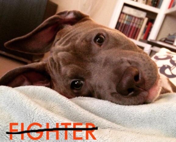 Are Pitbulls Really A Horrible Breed