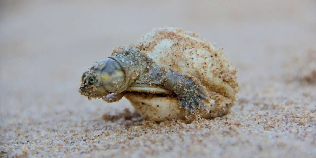 Sometimes Turtles Get Chatty, And Sometimes They Sound Like Squeegees ...