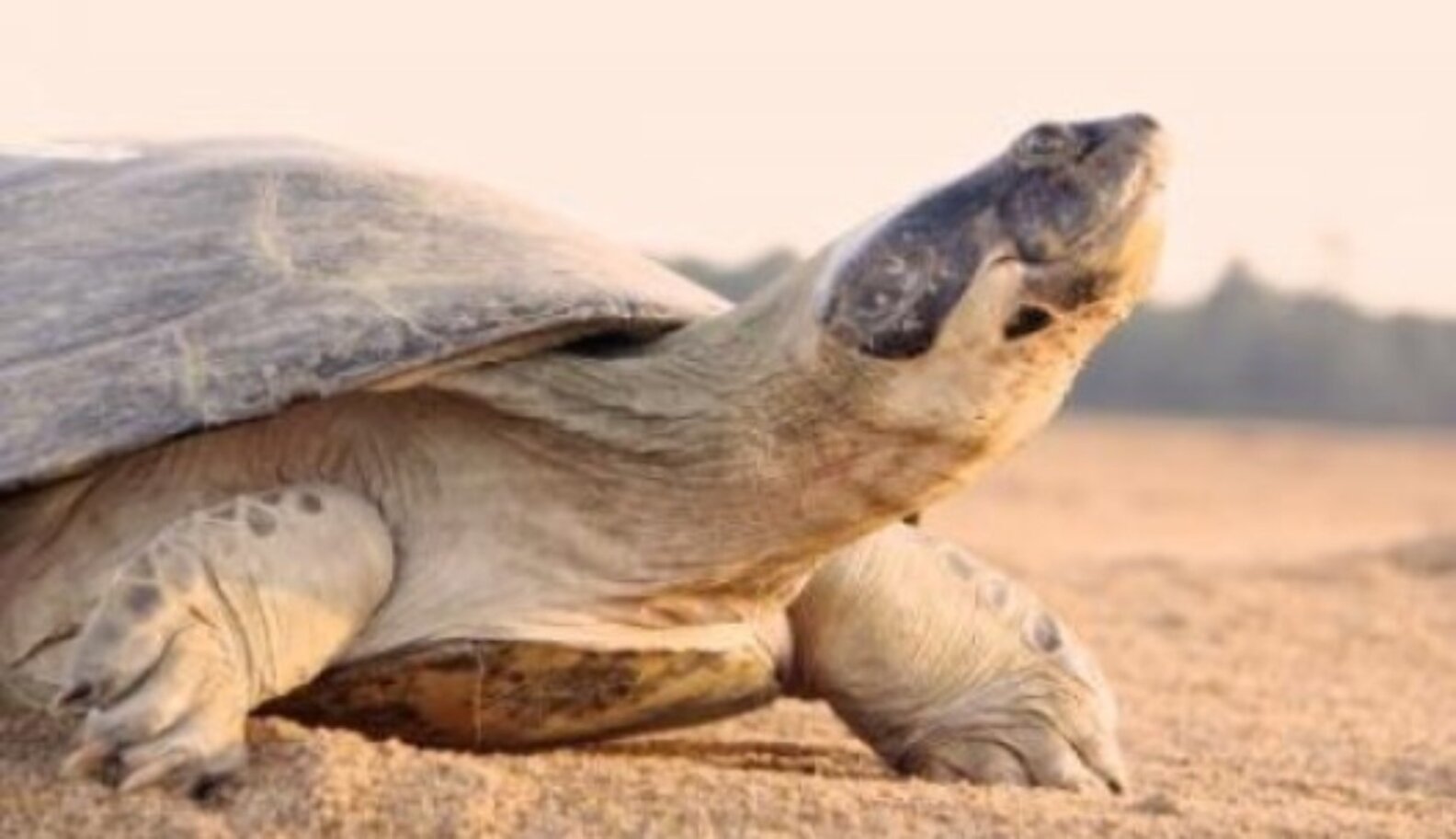 Sometimes Turtles Get Chatty, And Sometimes They Sound Like Squeegees ...