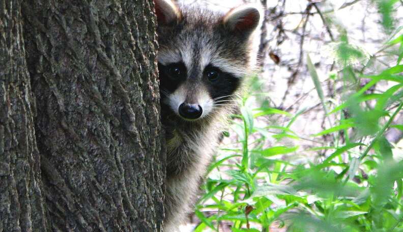 Carpenter Fired For Rescuing Raccoon Has No Regrets - The Dodo Carpenter Fired For Rescuing Raccoon Has No Regrets - The Dodo