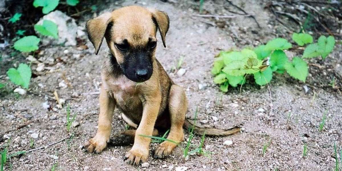 Celebrate Your Mutt -- Give It A Unique Breed! - The Dodo