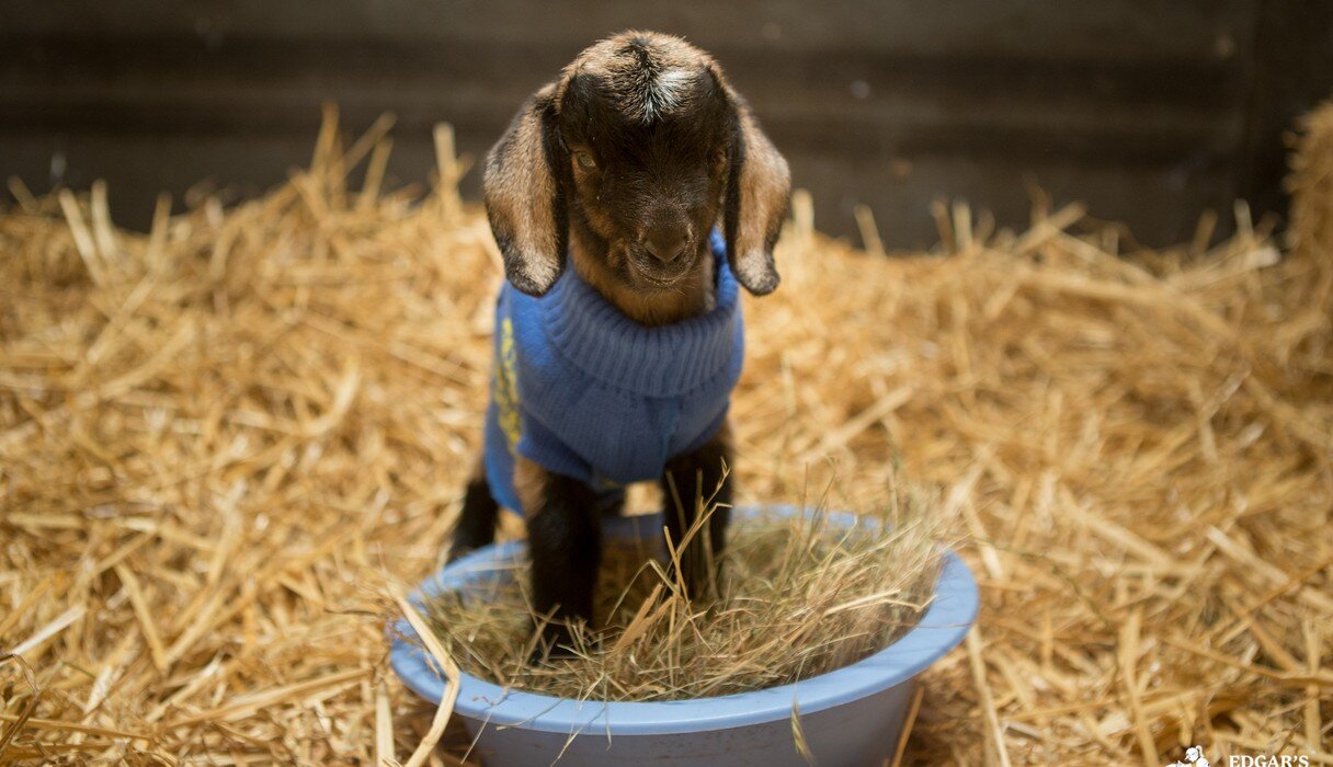 Rescued Goats Bounce Back In Sweaters After Being Dumped In Alley - The ...