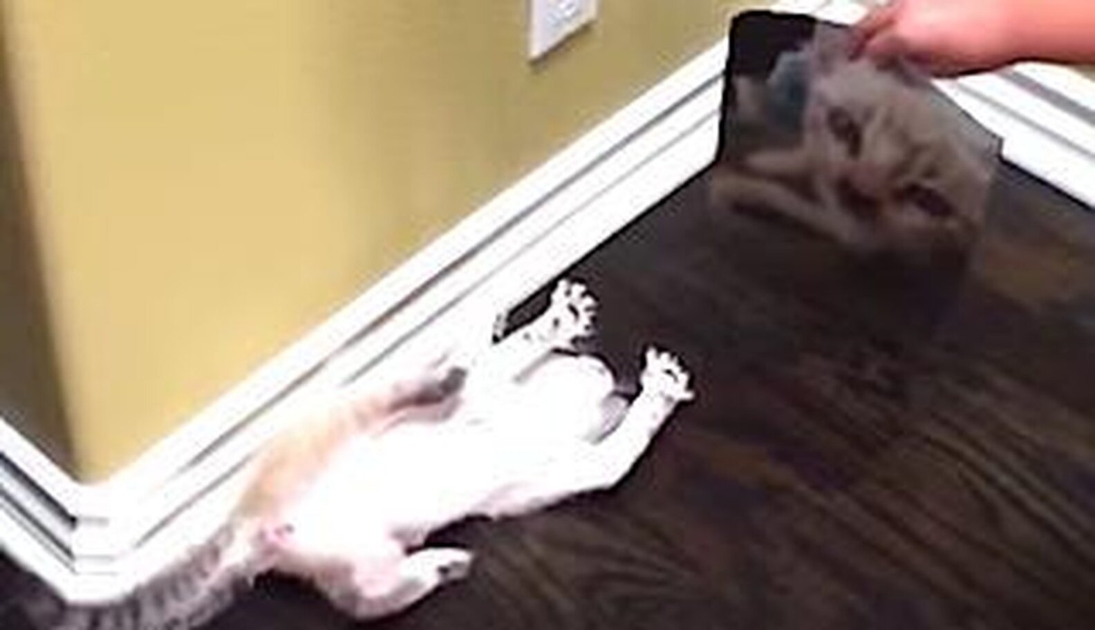 Cat Confronted By Her Own Portrait Has The Most Incredible Reaction ...