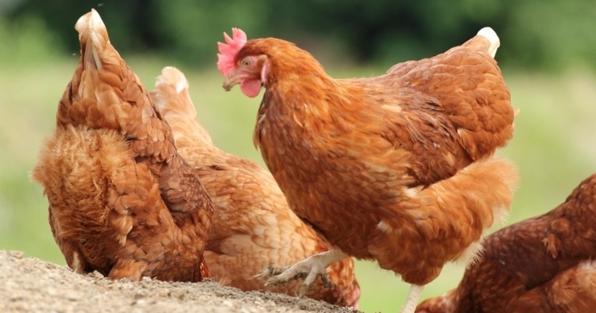 More Hens Will Spread Their Wings This Year - The Dodo