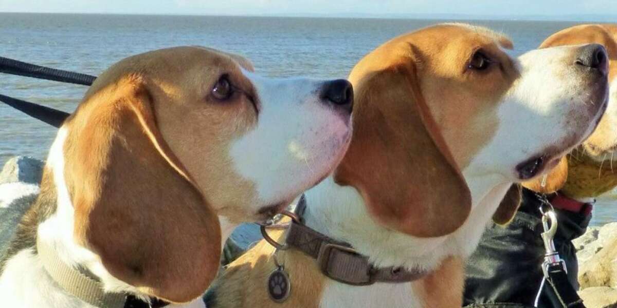 Save Beagles from experiments in UK Laboratories - The Dodo