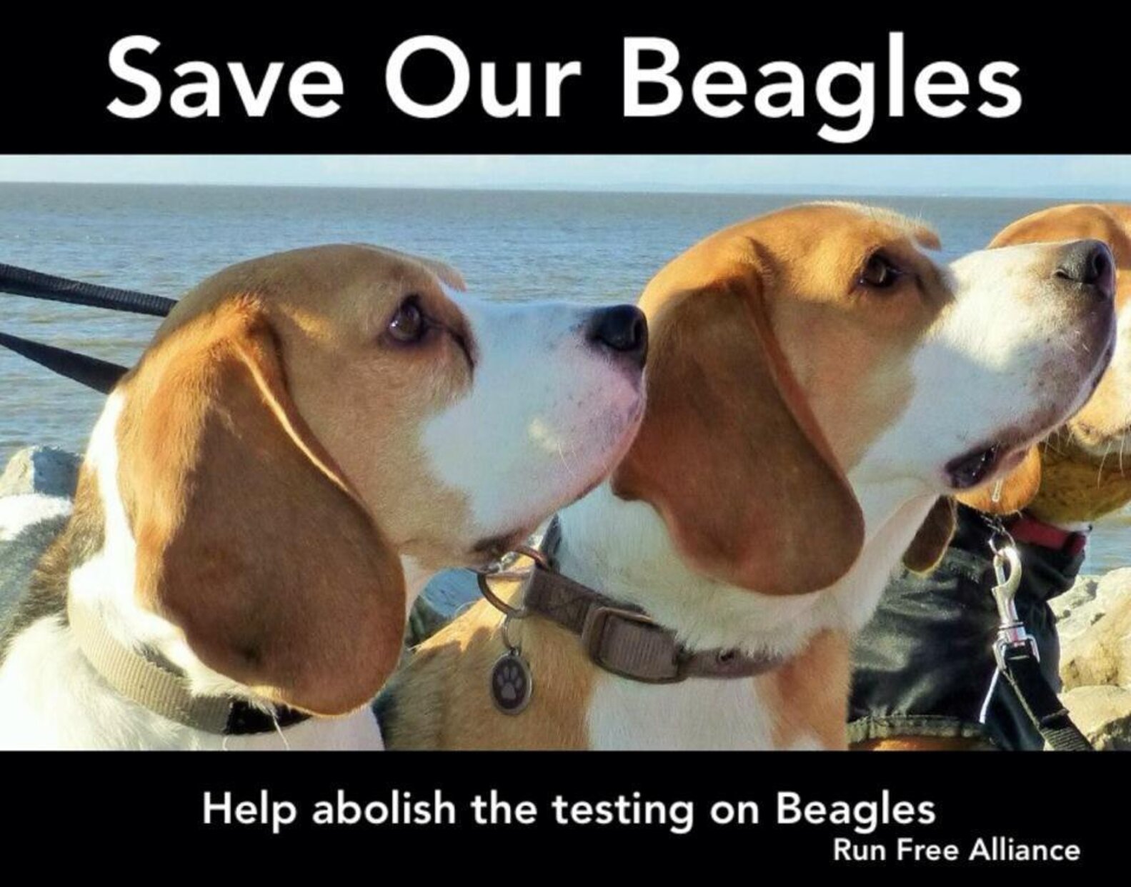 Save Beagles from experiments in UK Laboratories - The Dodo
