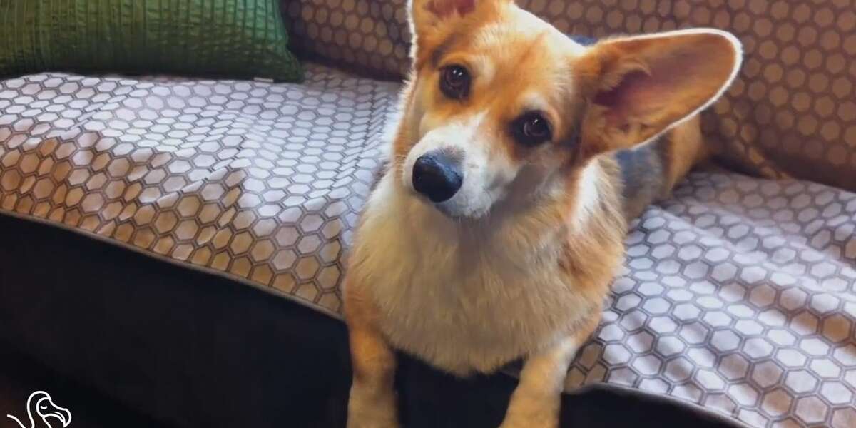 WATCH: 5 Things You Know If You Own A Corgi - The Dodo