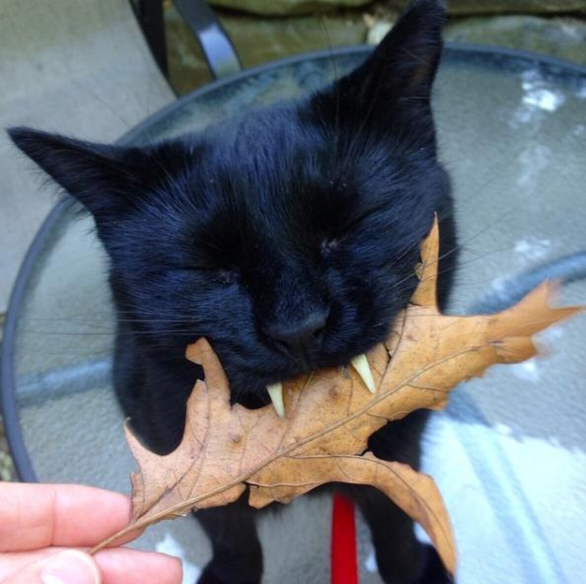 Cat With 'Vampire Teeth' Completely Won Over The Woman Who Saved Him ...