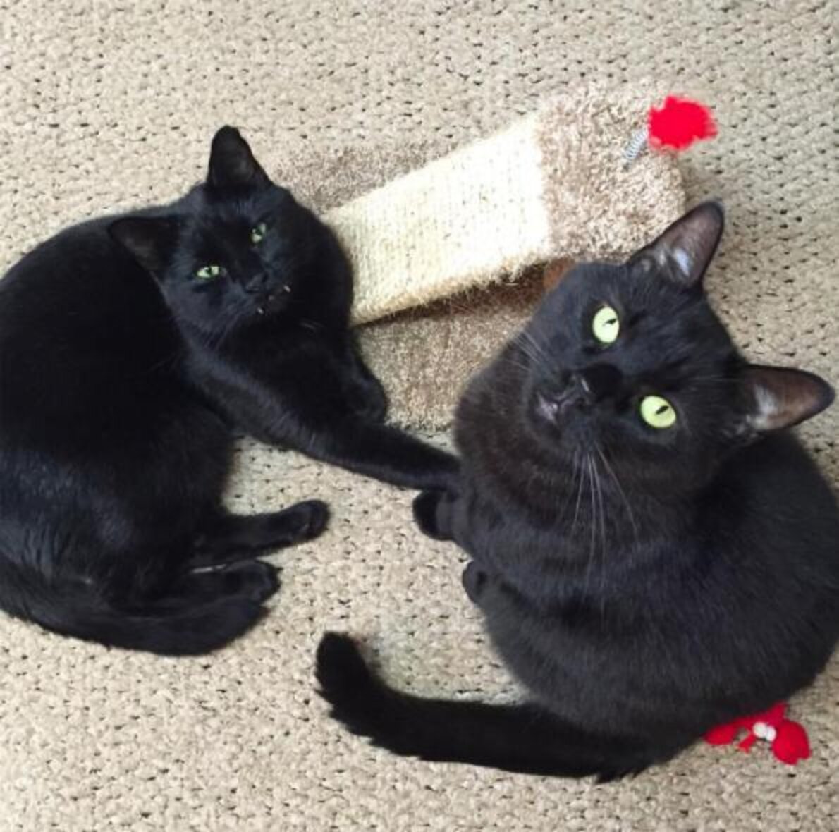 Cat With 'Vampire Teeth' Completely Won Over The Woman Who Saved Him ...