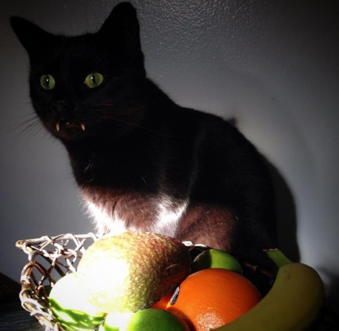 Cat With 'Vampire Teeth' Completely Won Over The Woman Who Saved Him ...