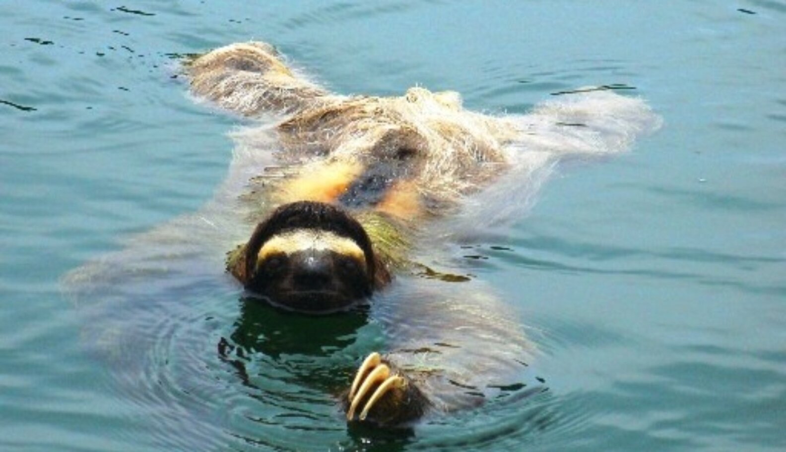 8 Awesome Things You Didn’t Know About Sloths - The Dodo