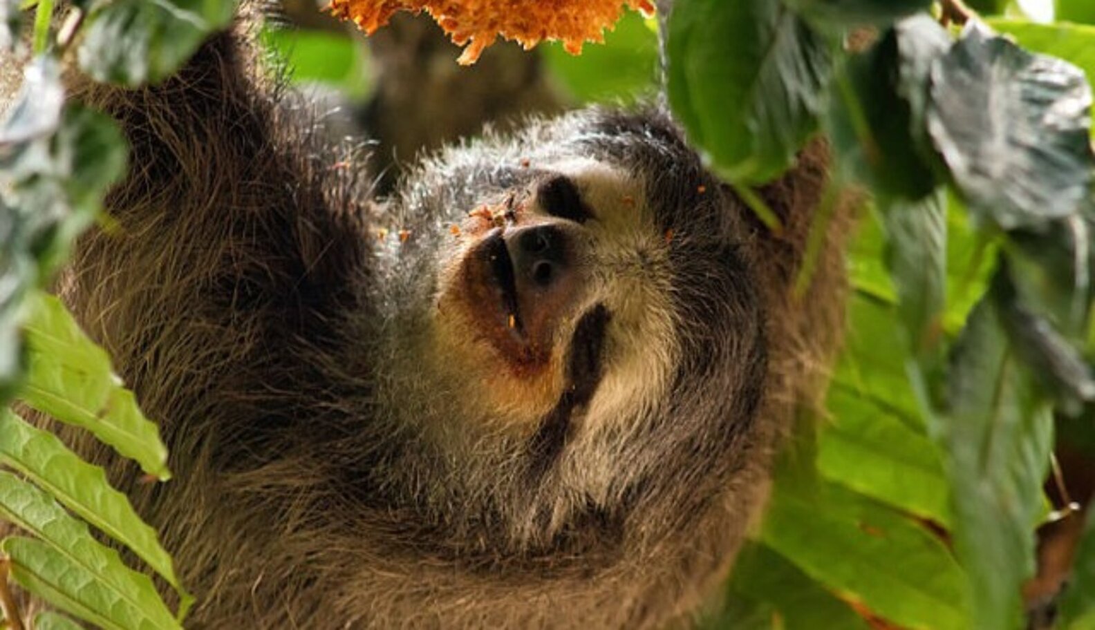 8 Awesome Things You Didn’t Know About Sloths - The Dodo