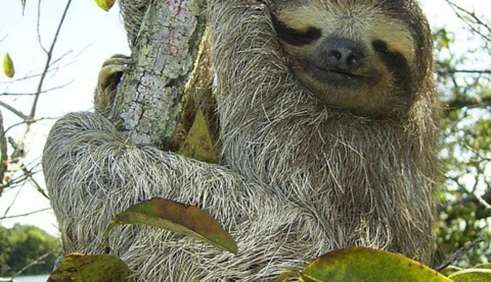 8 Awesome Things You Didn’t Know About Sloths - The Dodo