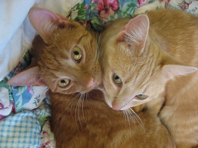 46 Lucky Animal Siblings Who Were Adopted Together - The Dodo