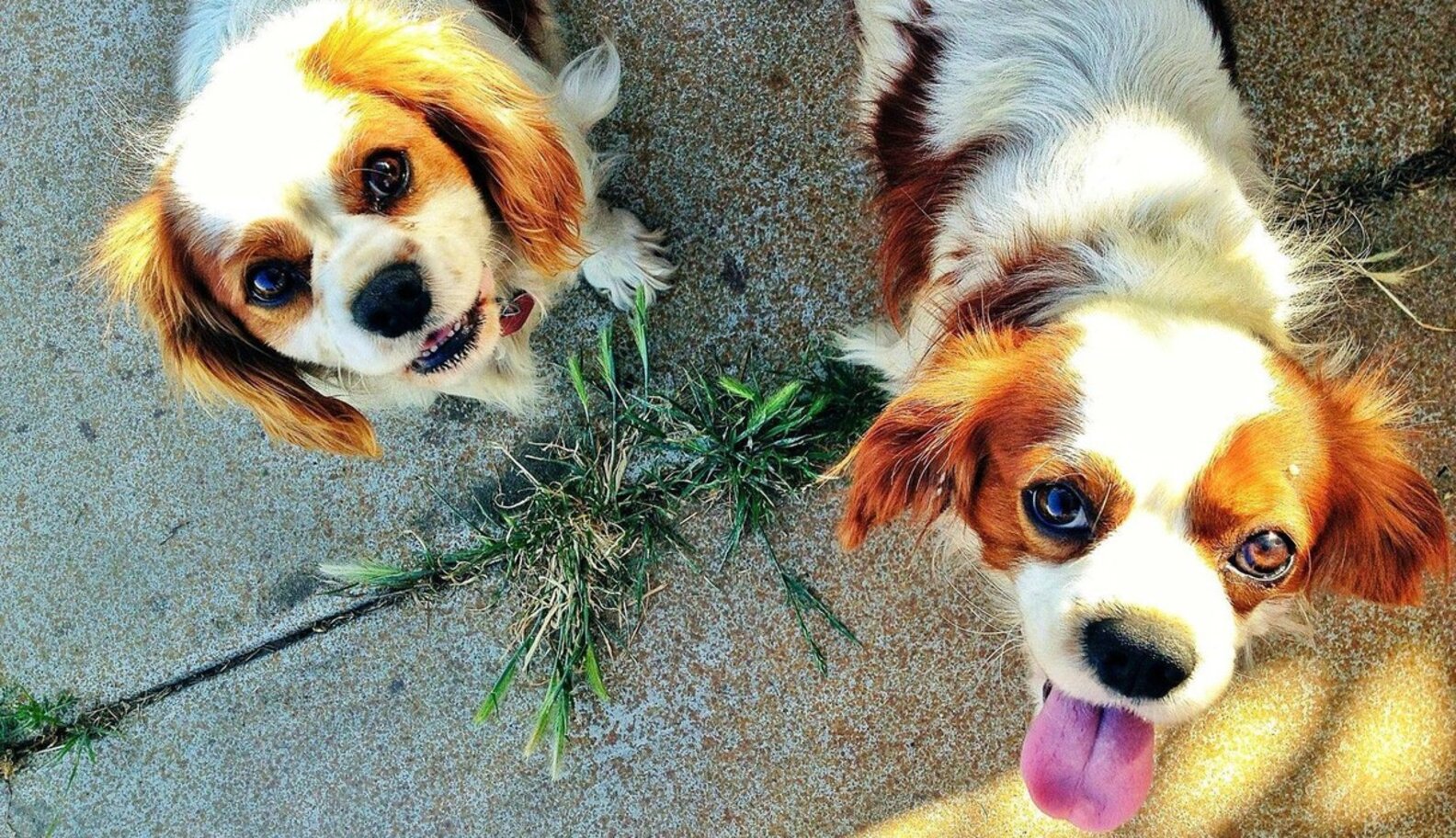46 Lucky Animal Siblings Who Were Adopted Together - The Dodo