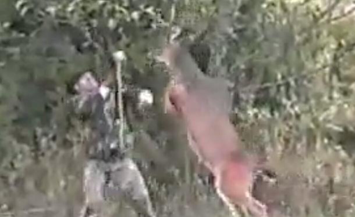 Deer Has HAD IT With Being Hunted - The Dodo