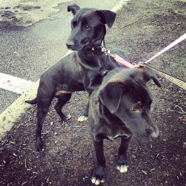 46 Lucky Animal Siblings Who Were Adopted Together - The Dodo