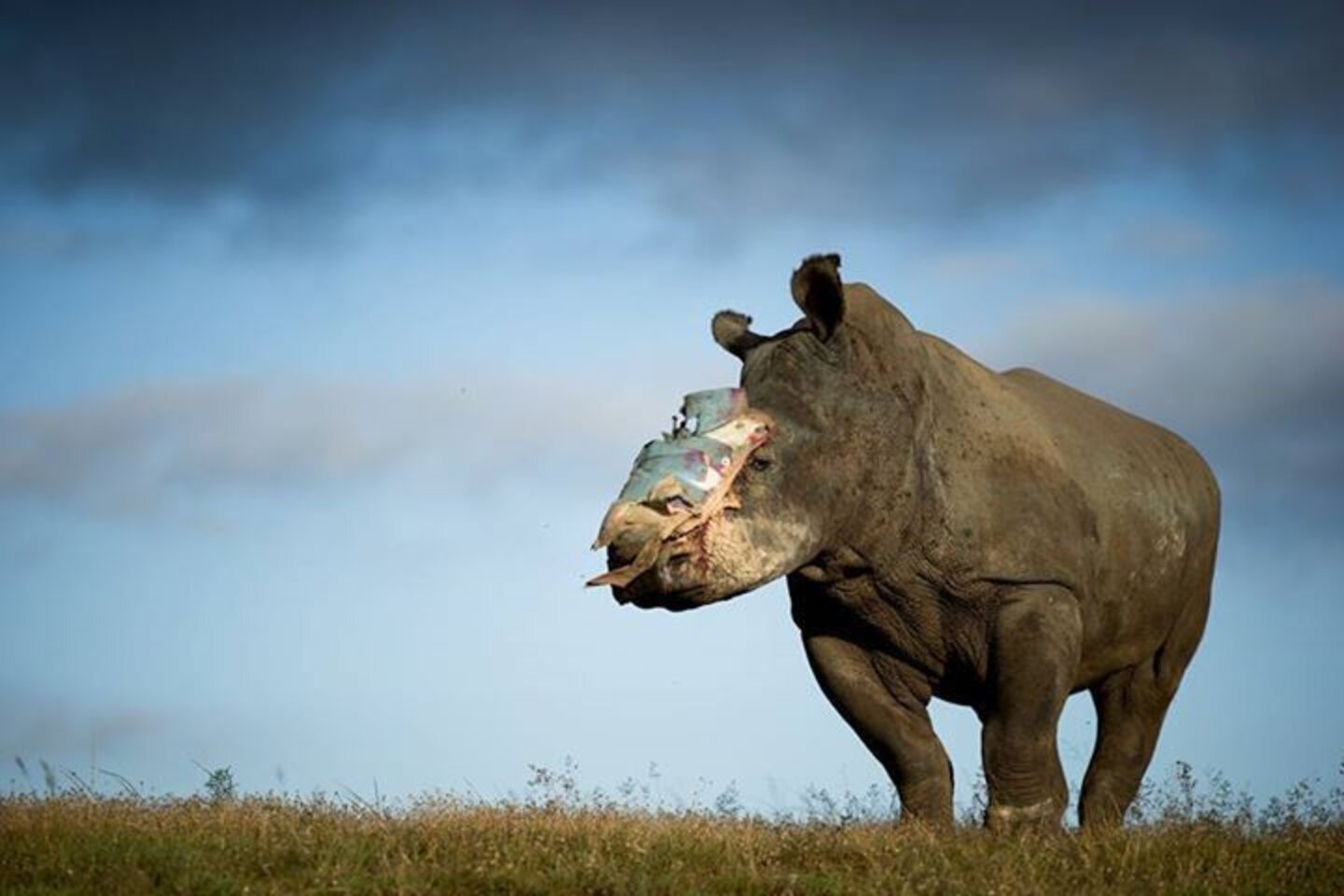 Fearless Rhinos Refuse To Die For Human Greed - The Dodo