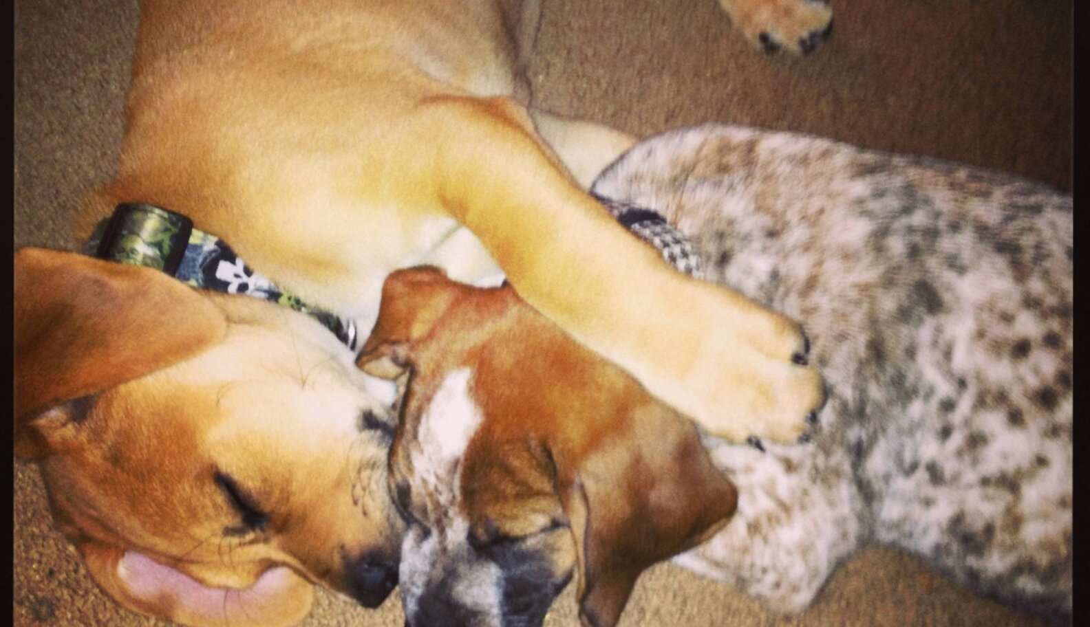 46 Lucky Animal Siblings Who Were Adopted Together - The Dodo