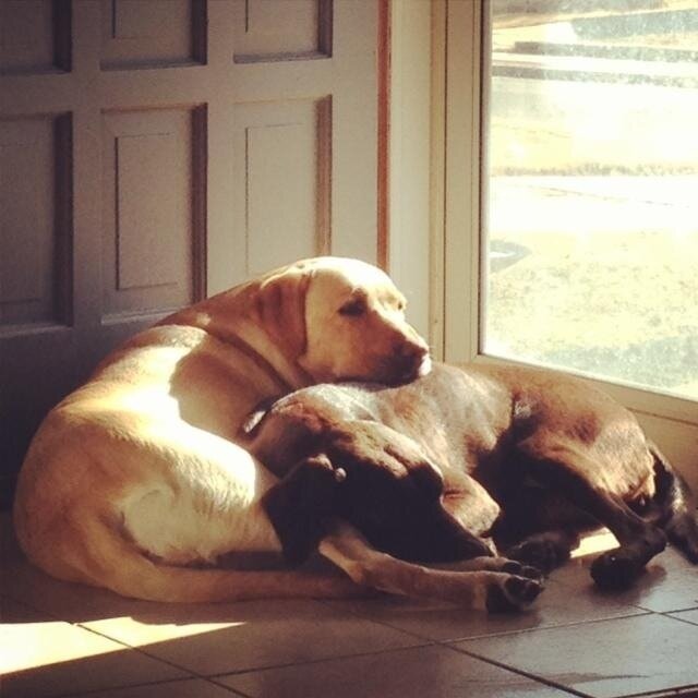 46 Lucky Animal Siblings Who Were Adopted Together - The Dodo