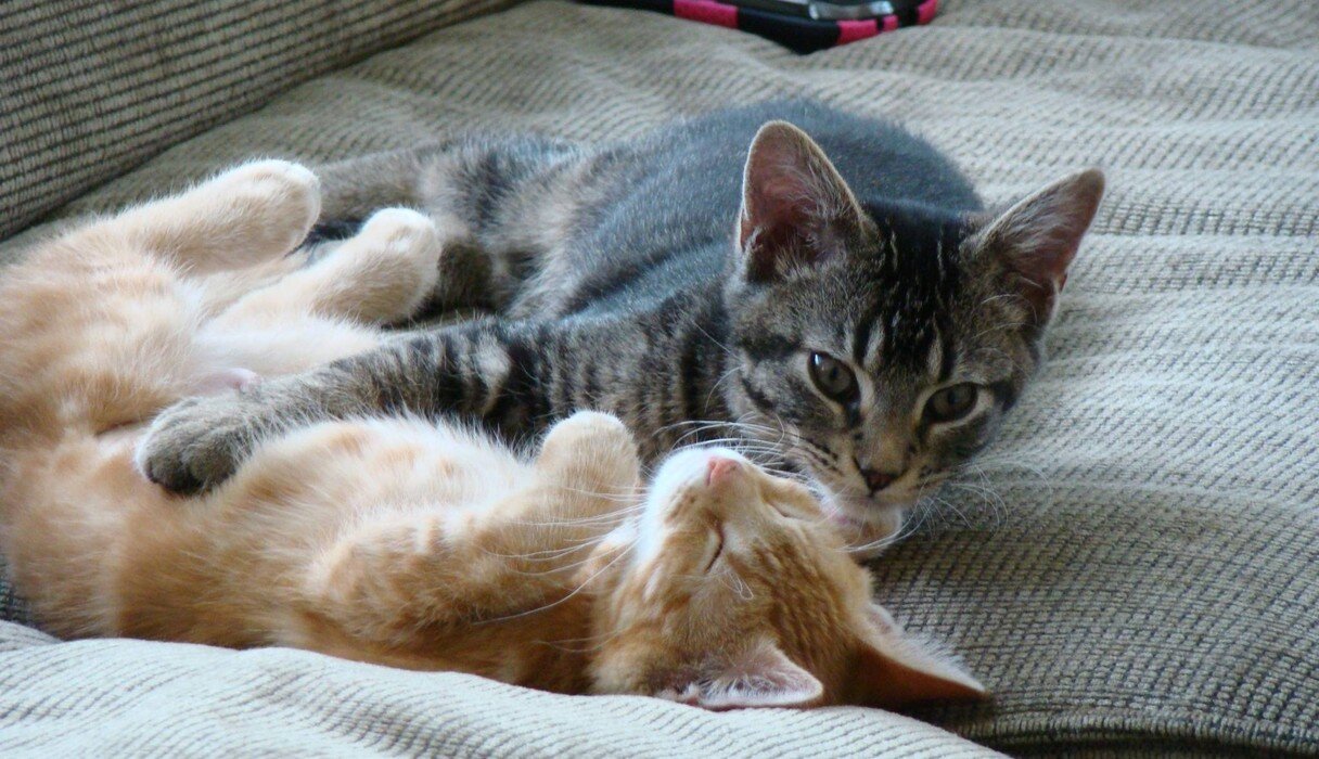 46 Lucky Animal Siblings Who Were Adopted Together - The Dodo