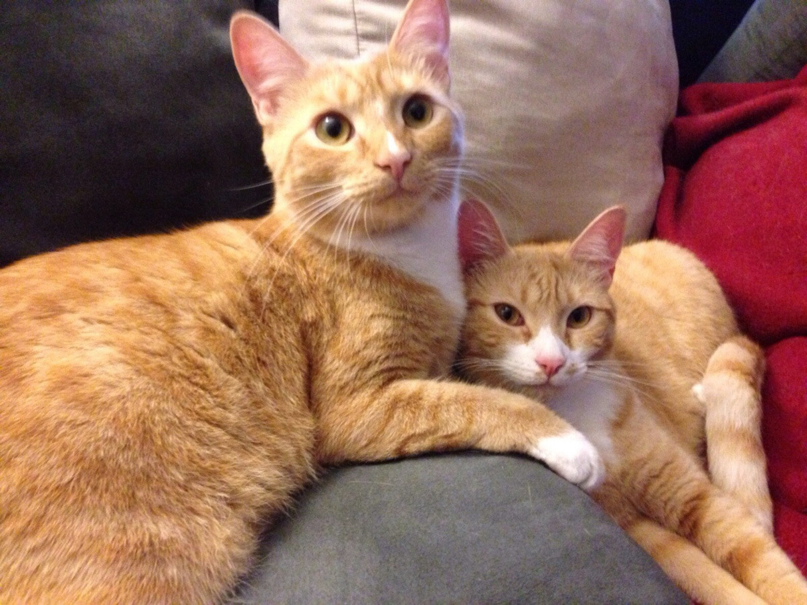 46 Lucky Animal Siblings Who Were Adopted Together - The Dodo