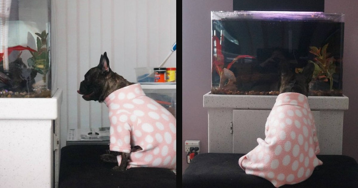 Dog Spends ENTIRE Weekend Staring At Fish Tank - The Dodo