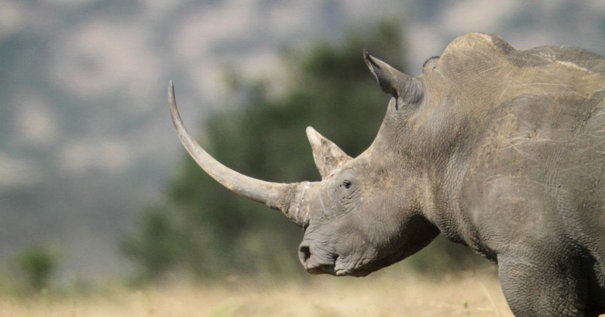 Victory For Rhinos: Vietnam Admits Horns Can’t Cure Cancer (Duh) - The Dodo Victory For Rhinos: Vietnam Admits Horns Can’t Cure Cancer (Duh) - The Dodo
