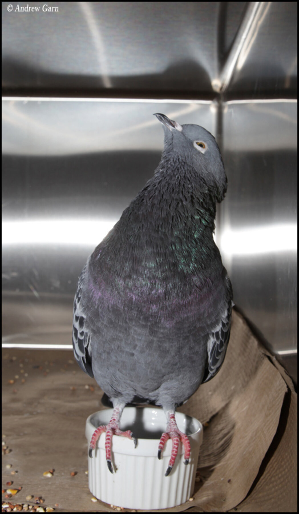 Among Crowded NYC Streets, Sick And Shivering Birds Get Much Needed ...