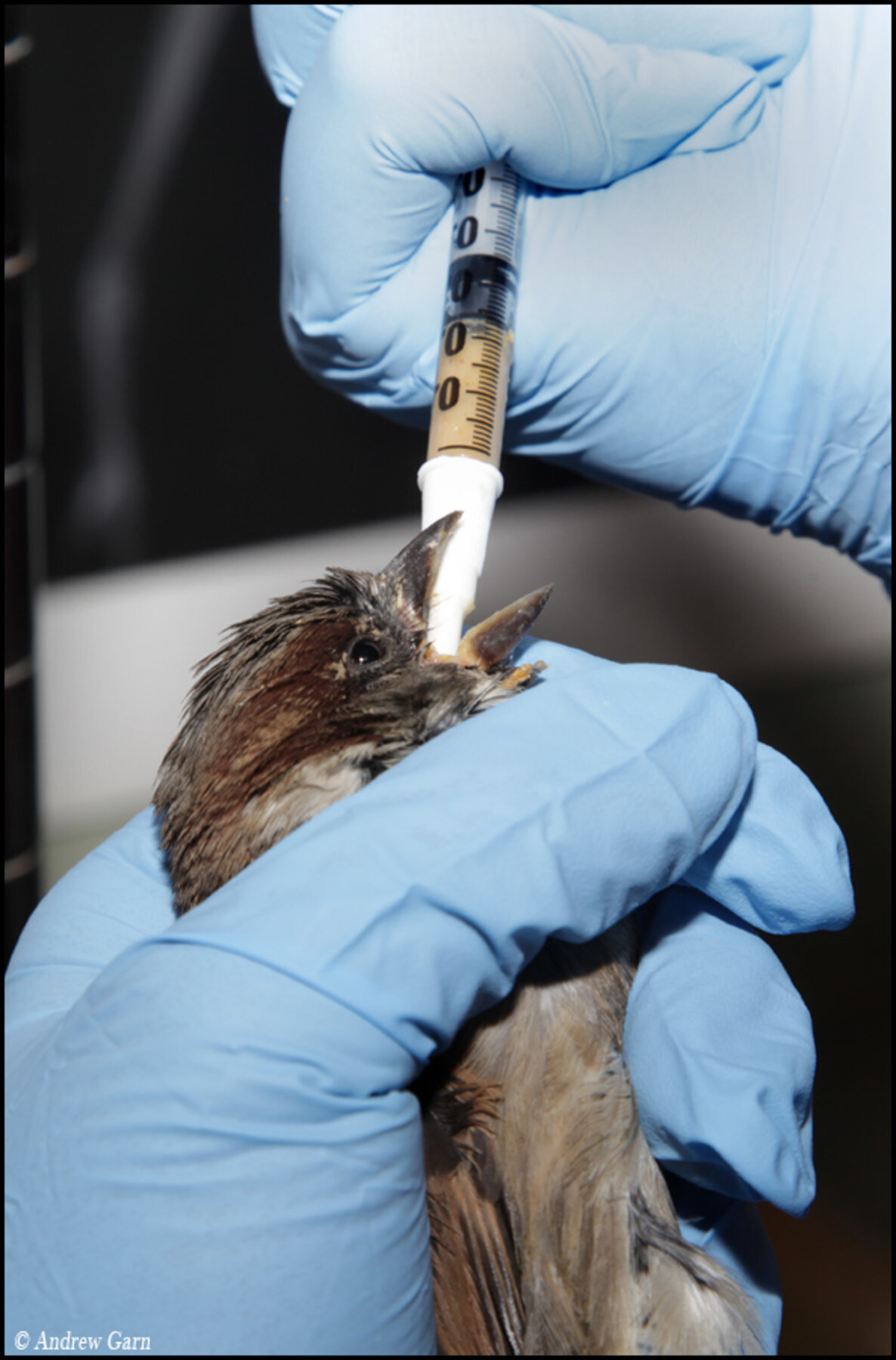 Among Crowded NYC Streets, Sick And Shivering Birds Get Much Needed ...
