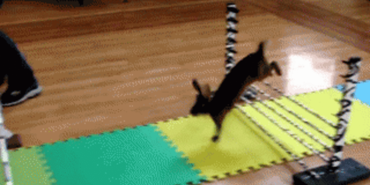 18 Awesome Animal Athletes Who Will Make You Feel Lazy - The Dodo