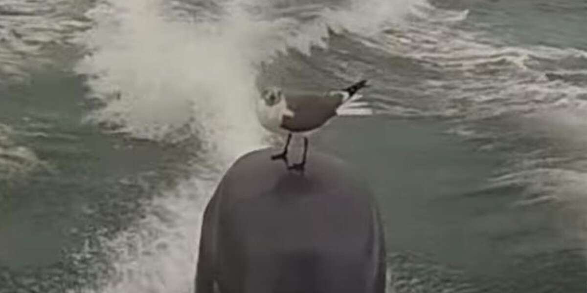 Seagull Thinks Flying Is SO Overrated, Hitches A Ride Instead - The Dodo