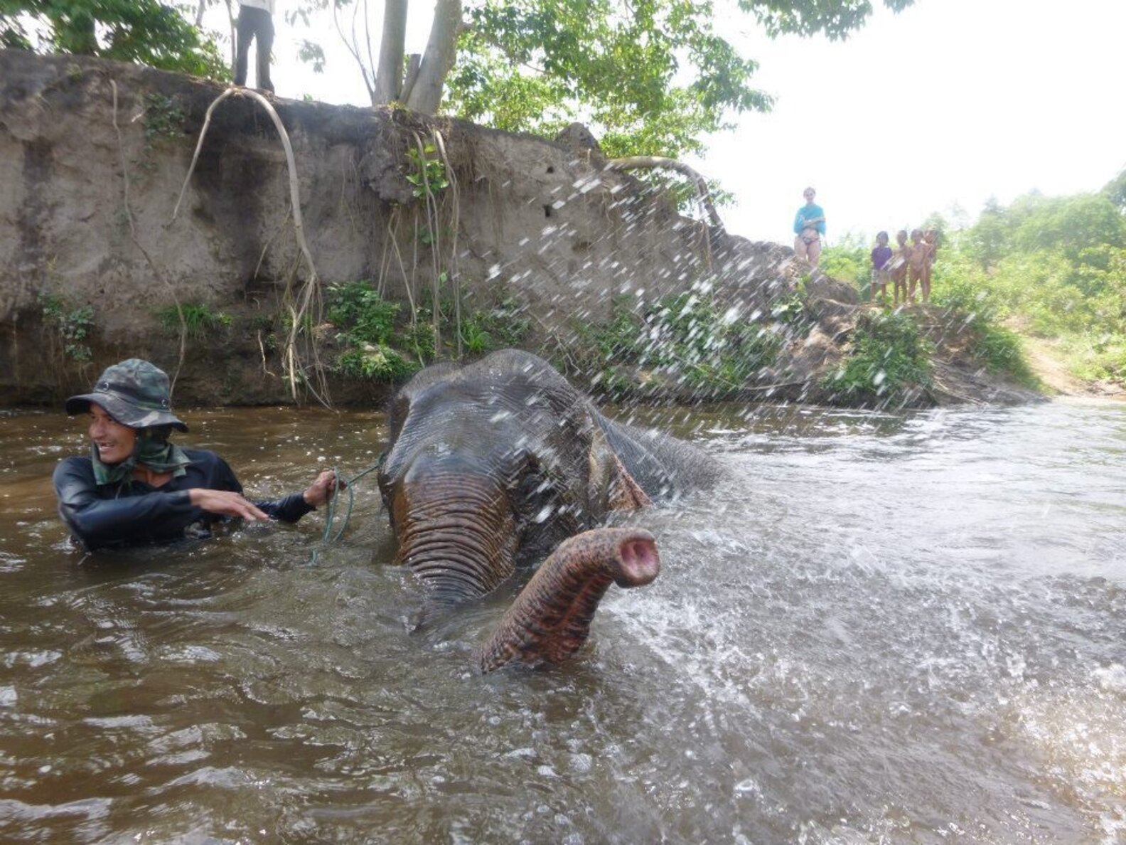 5 Traits That Prove Elephants Are Gentle Giants - The Dodo
