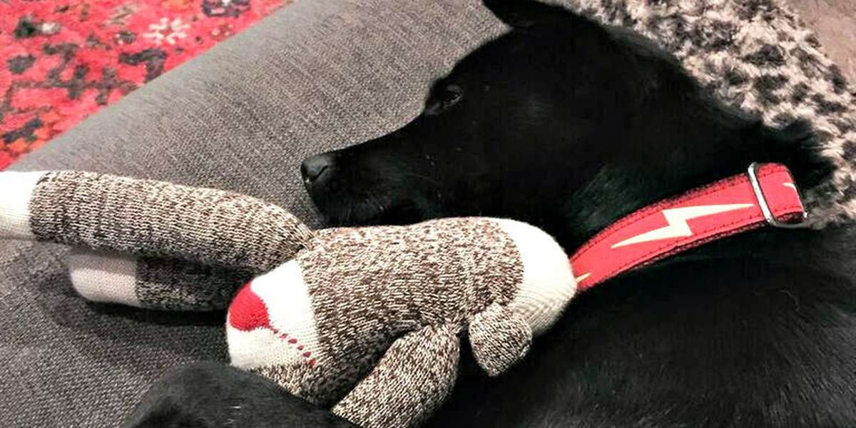 Starving Puppy Went Halfway Around The World To Finally Feel Safe - The ...