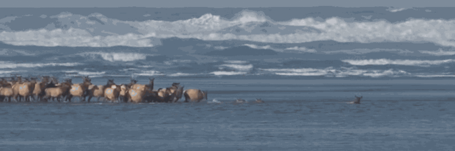 18 Awesome Animal Athletes Who Will Make You Feel Lazy - The Dodo