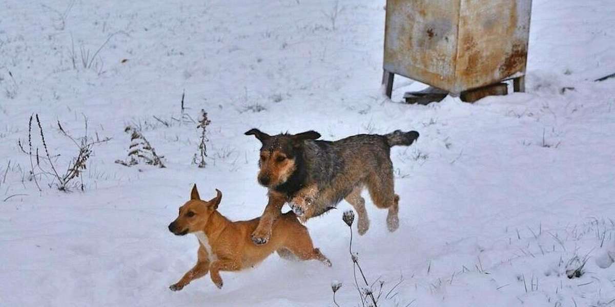 Family Adopts Dog From Sochi ... And Realizes They Need Her Friend ...