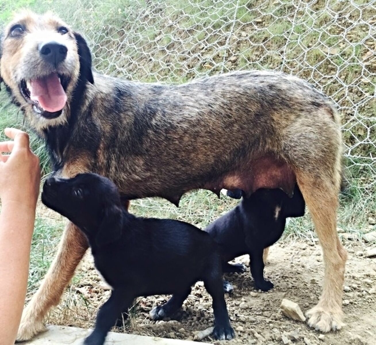Family Adopts Dog From Sochi ... And Realizes They Need Her Friend ...