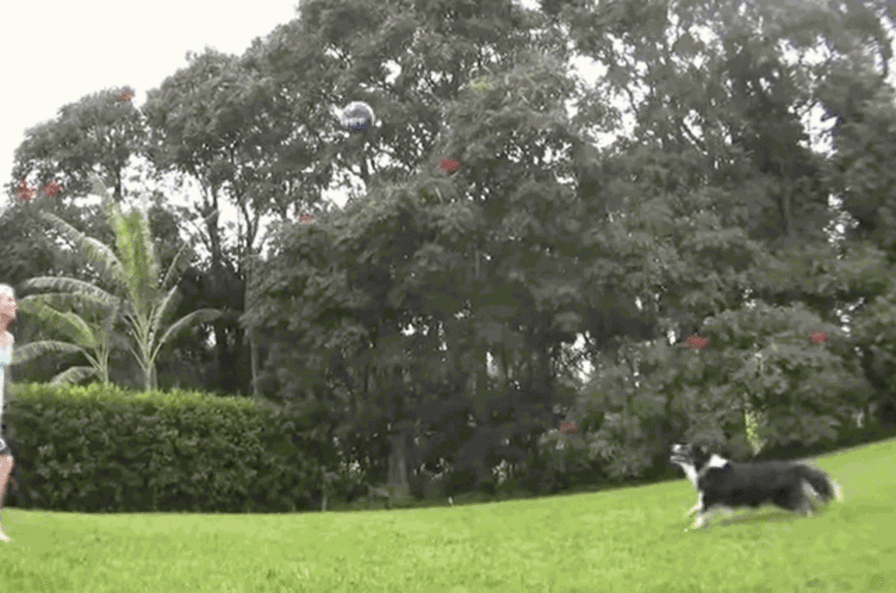 18 Awesome Animal Athletes Who Will Make You Feel Lazy - The Dodo
