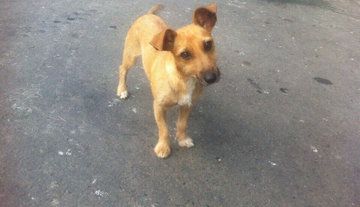 Family Adopts Dog From Sochi ... And Realizes They Need Her Friend ...