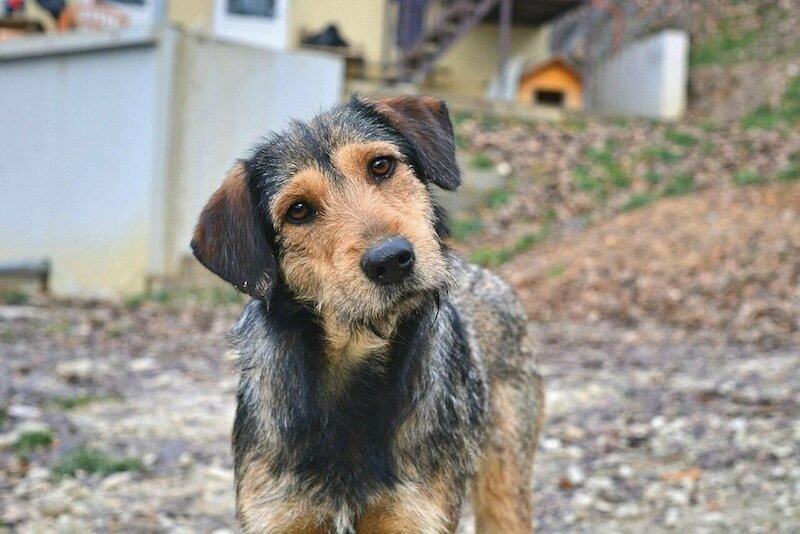 Family Adopts Dog From Sochi ... And Realizes They Need Her Friend ...
