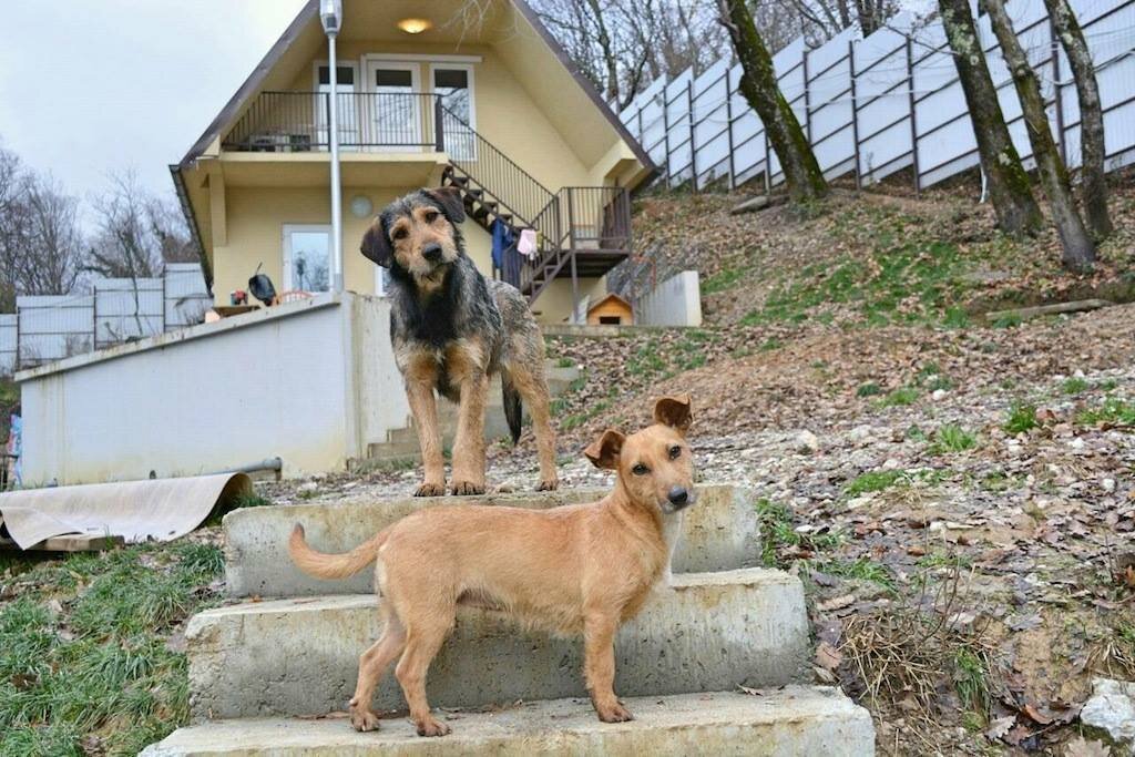 Family Adopts Dog From Sochi ... And Realizes They Need Her Friend ...
