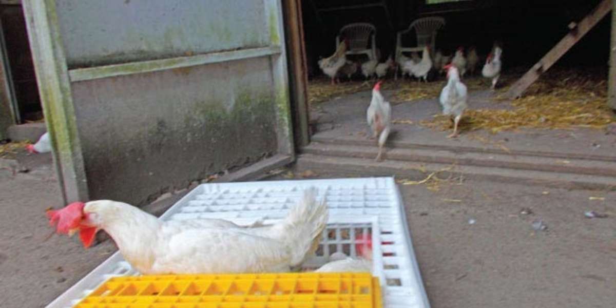 Turlock Hens, Bird-Flu Killings, Chick Hatchery Disruption, National ...
