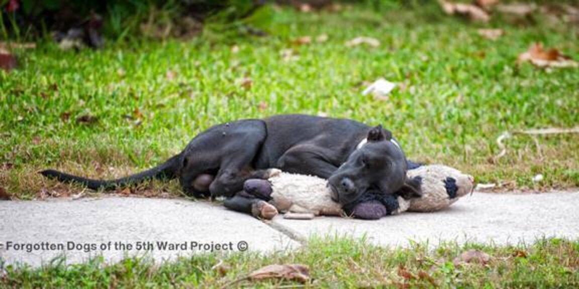 Owner Looks For Lost Dog Last Seen Hugging A Teddy Bear - The Dodo