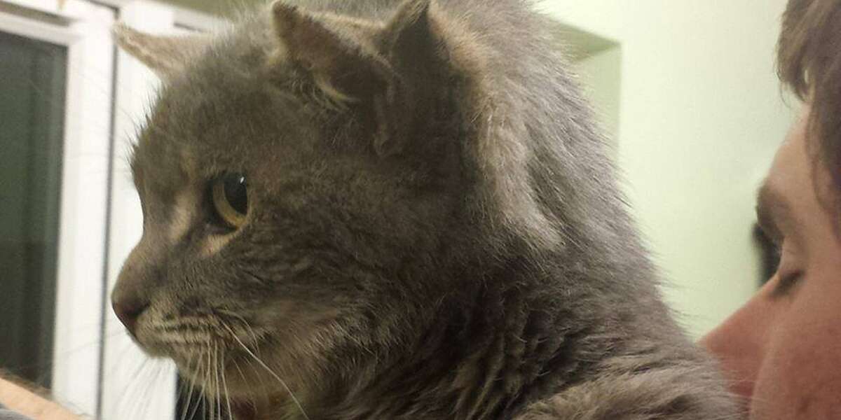Cat With Three Ears Just Has More To Love - The Dodo