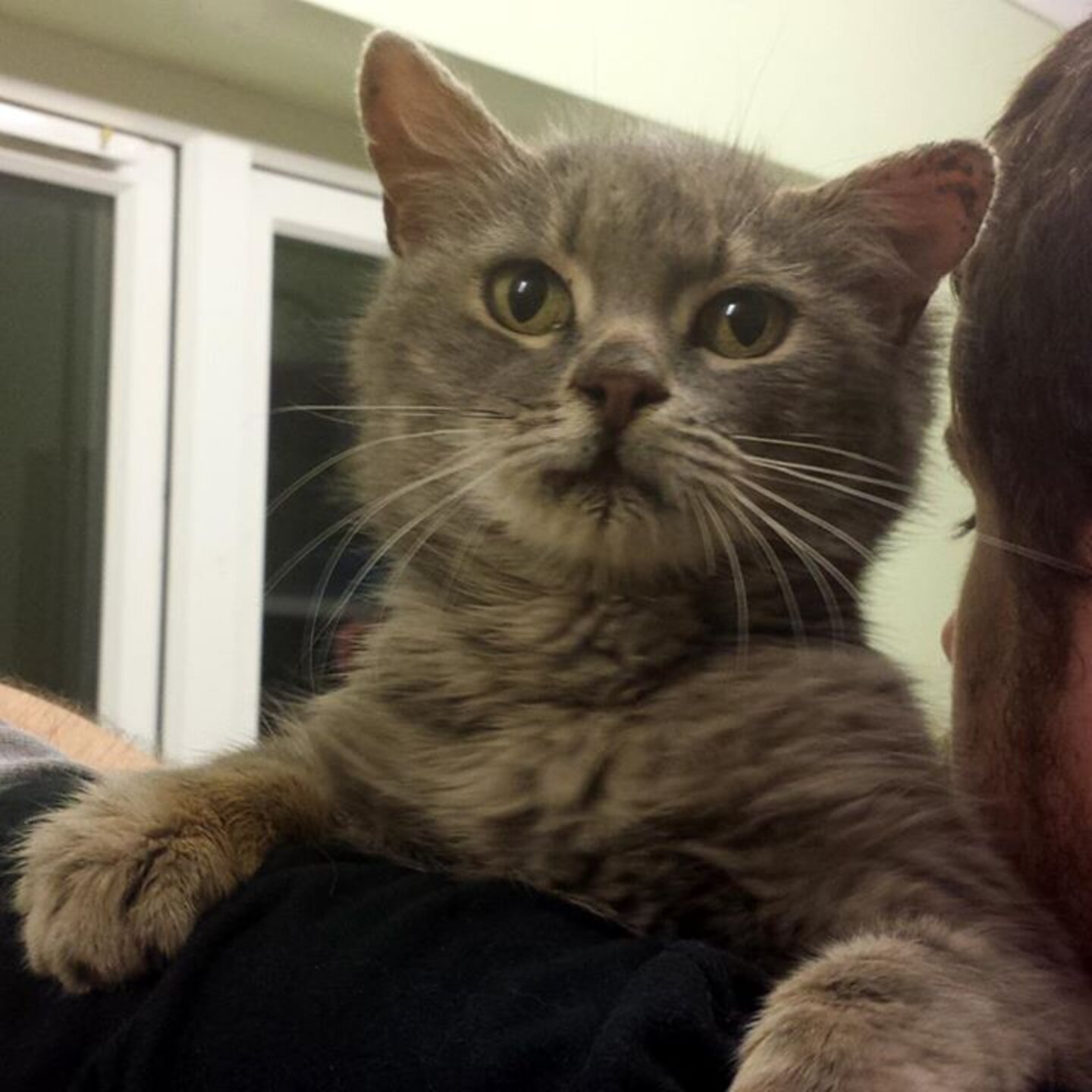 Cat With Three Ears Just Has More To Love - The Dodo