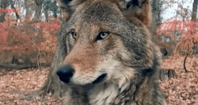 This Could Be The Last Red Wolf You'll Ever See - The Dodo