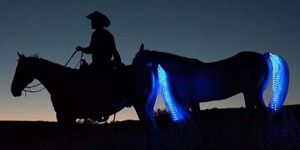 Here's A Really Bright Idea For Keeping Horses Safe At Night - The Dodo