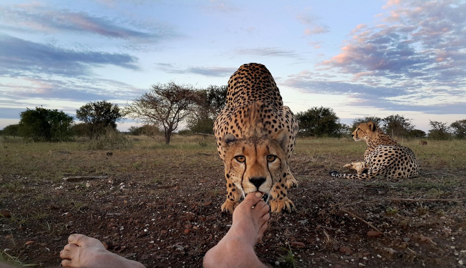 Cheetah And Photographer Do Something A Little Weird Together - The Dodo
