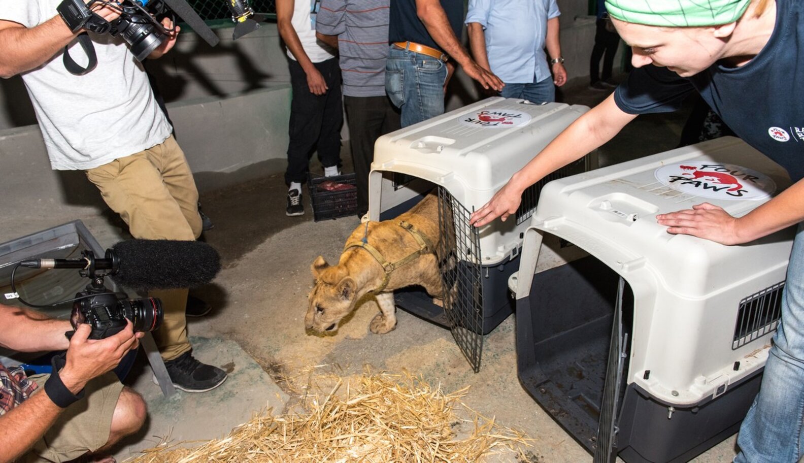 Lion Siblings Cling Together During Rescue From War-Torn Gaza - The Dodo