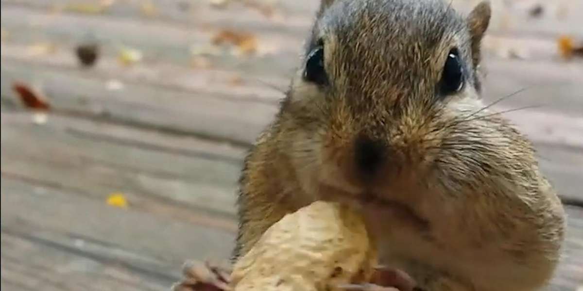 This Chipmunk Is All Of Us During The Holidays - The Dodo